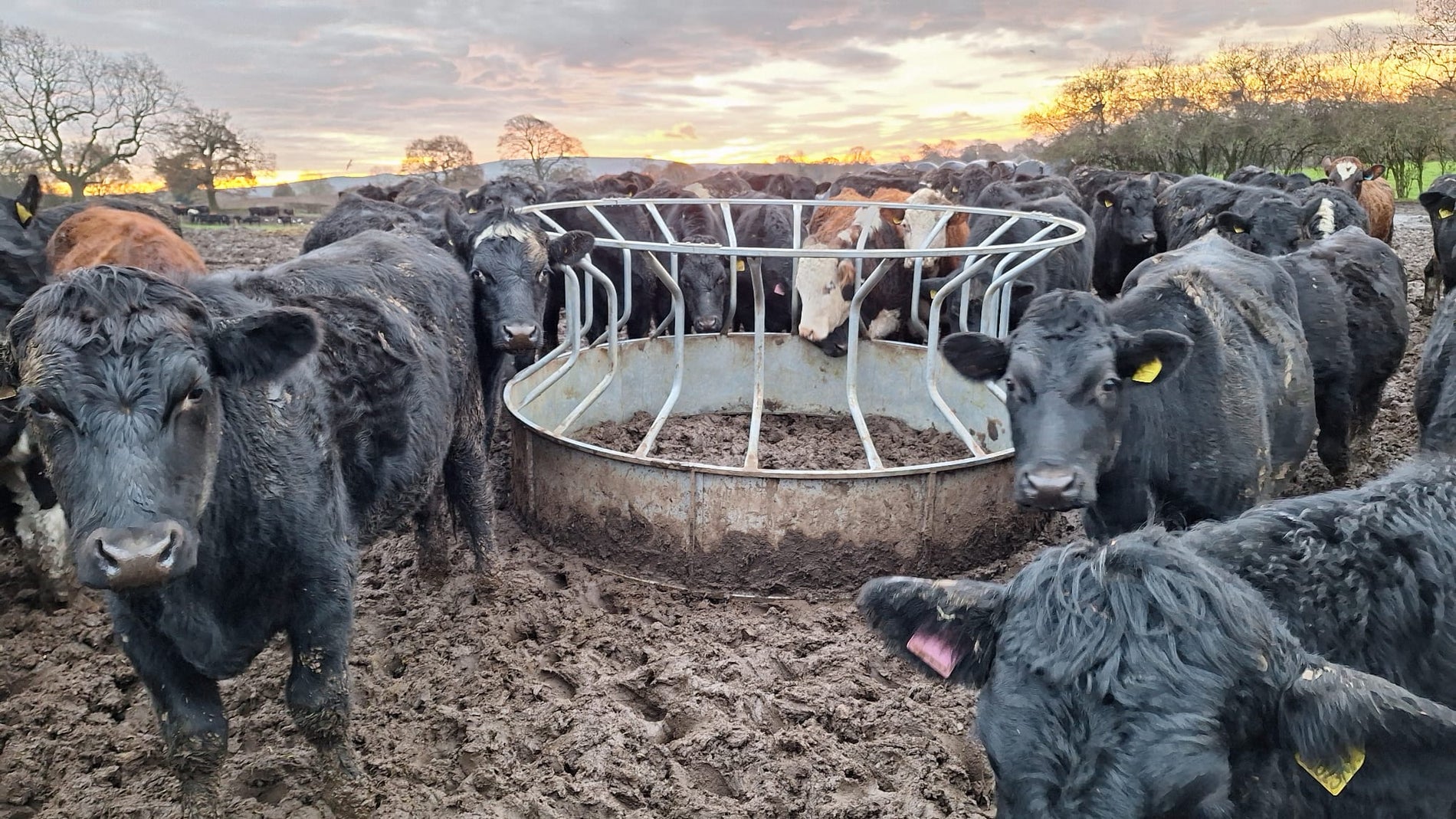 Feeding | Thorburn Group