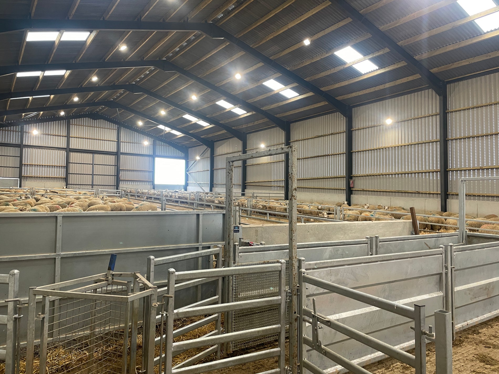 Sheep Handling Systems for UK Farms | Thorburn Group