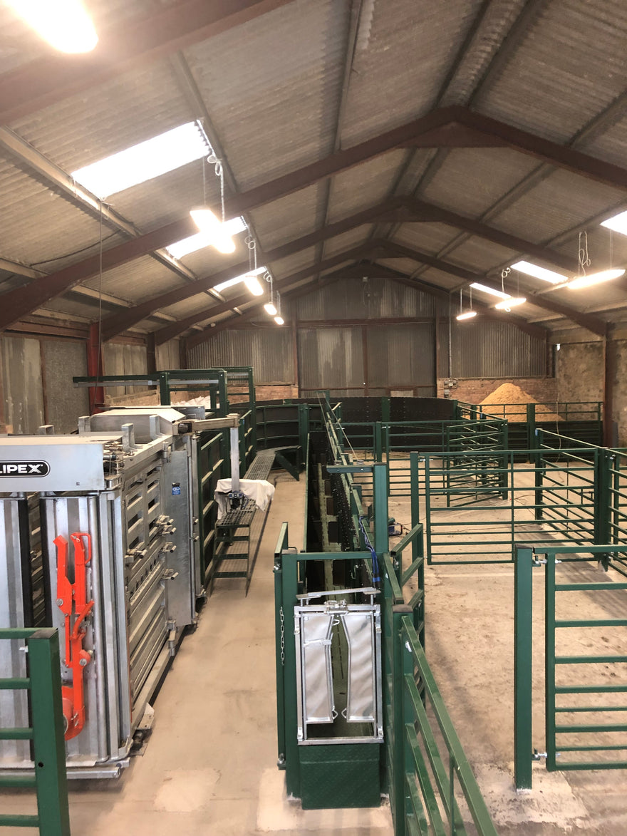Bespoke Cattle Handling Systems for UK Farms | Thorburn Group