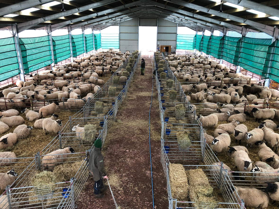 Sheep Sheds | Custom Steel Housing for UK Sheep Farms | Thorburn Group