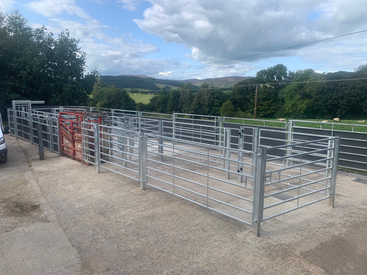 Bespoke Cattle Handling Systems for UK Farms | Thorburn Group