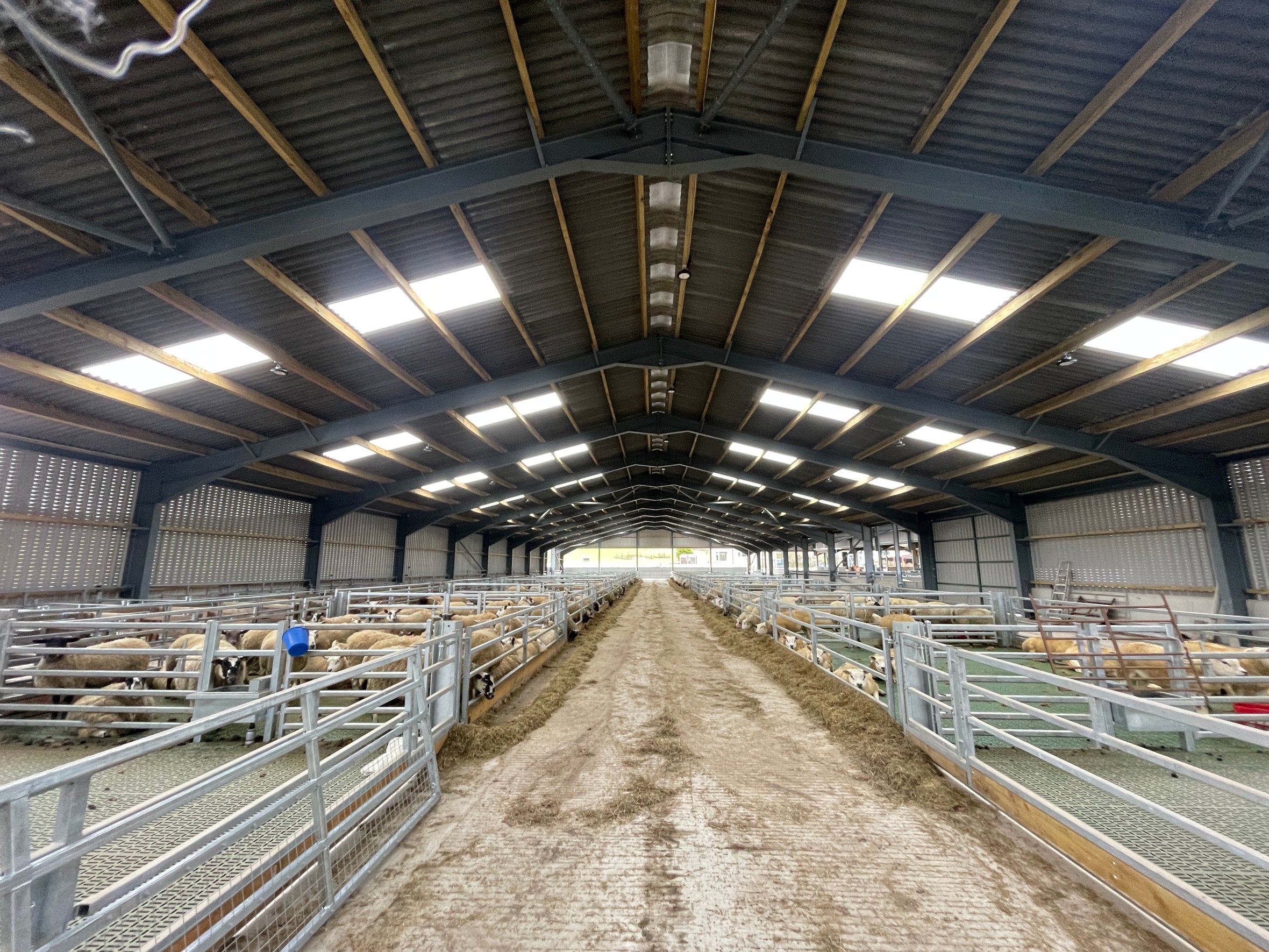 Sheep Sheds | Custom Steel Housing for UK Sheep Farms | Thorburn Group