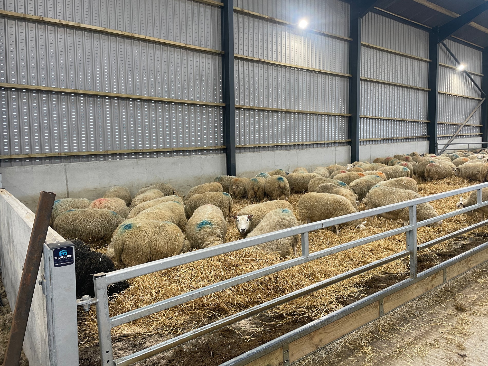 Sheep Handling Systems for UK Farms | Thorburn Group