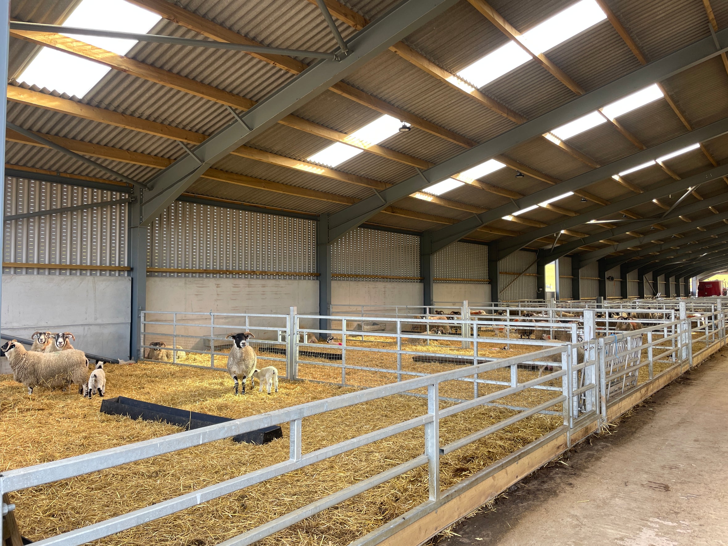 Sheep Handling Systems for UK Farms | Thorburn Group