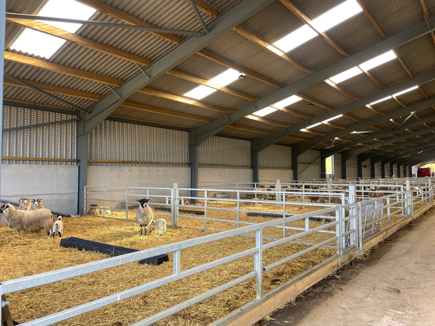 Sheep Handling Systems for UK Farms | Thorburn Group