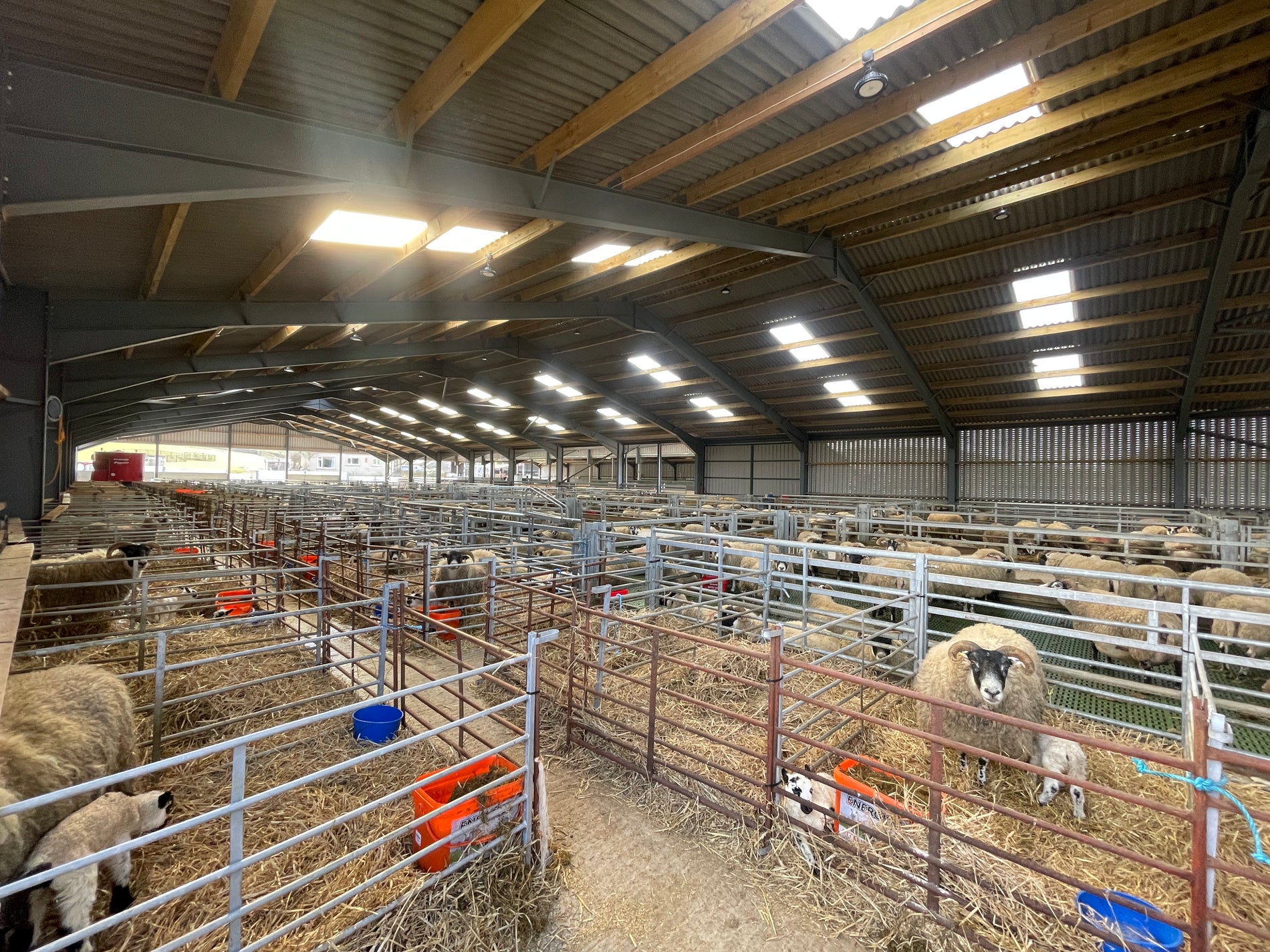 Sheep Handling Systems for UK Farms | Thorburn Group