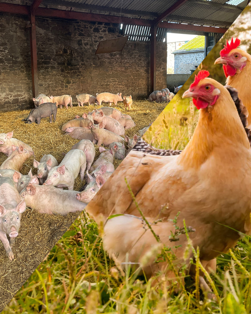 FEFT Cattle Products | Thorburn Group