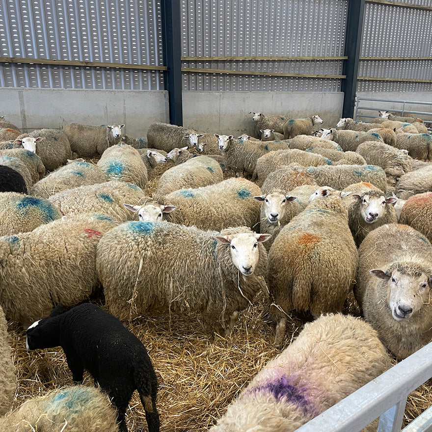 Sheep Sheds | Custom Steel Housing for UK Sheep Farms | Thorburn Group