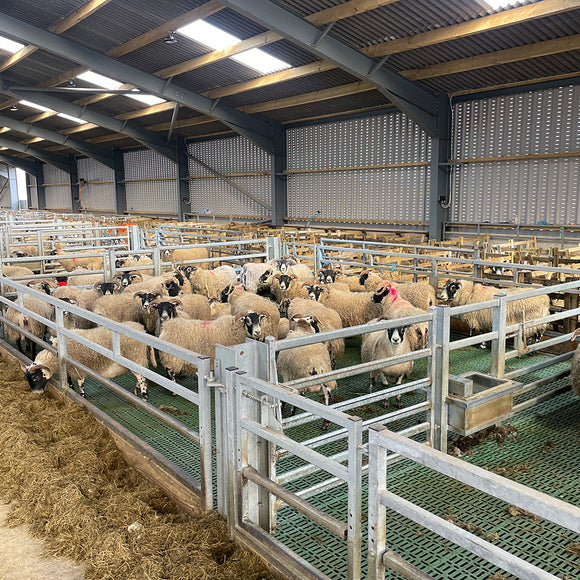 Sheep Sheds | Custom Steel Housing for UK Sheep Farms | Thorburn Group