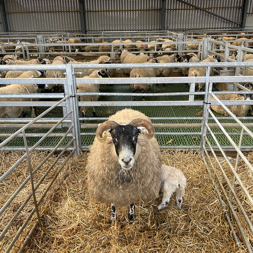 Sheep Sheds | Custom Steel Housing for UK Sheep Farms | Thorburn Group
