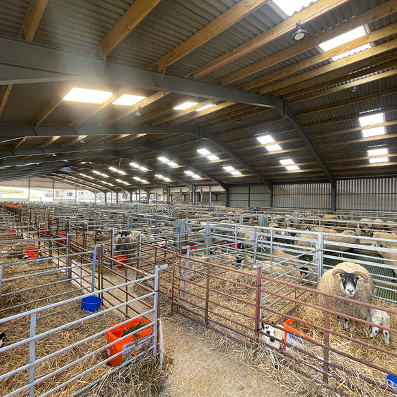 Sheep Sheds | Custom Steel Housing for UK Sheep Farms | Thorburn Group