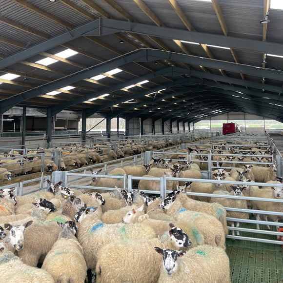 Sheep Sheds | Custom Steel Housing for UK Sheep Farms | Thorburn Group