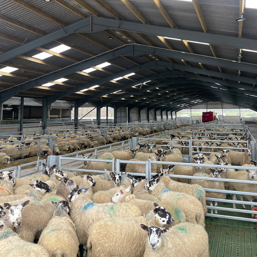 Sheep Sheds | Custom Steel Housing for UK Sheep Farms | Thorburn Group